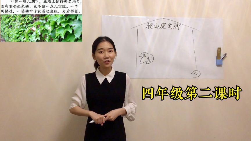 教师面试试讲四年级课文《爬山虎的脚》:第二课时这样上