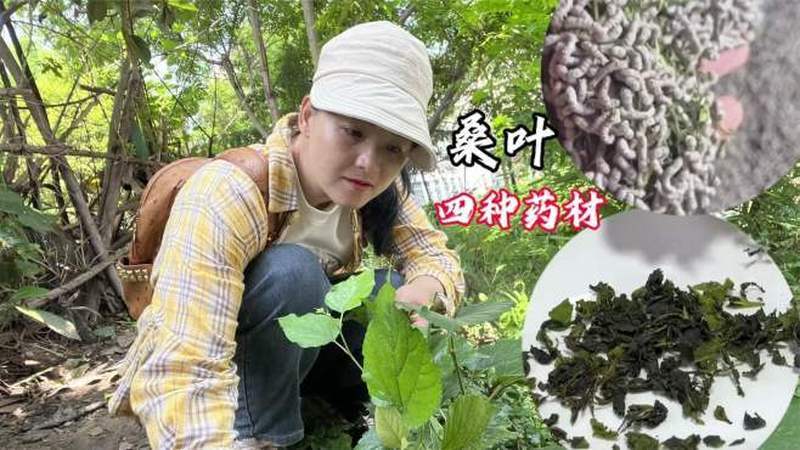 桑树常见价值可不简单,一棵树上 "四种药材",您可知道?