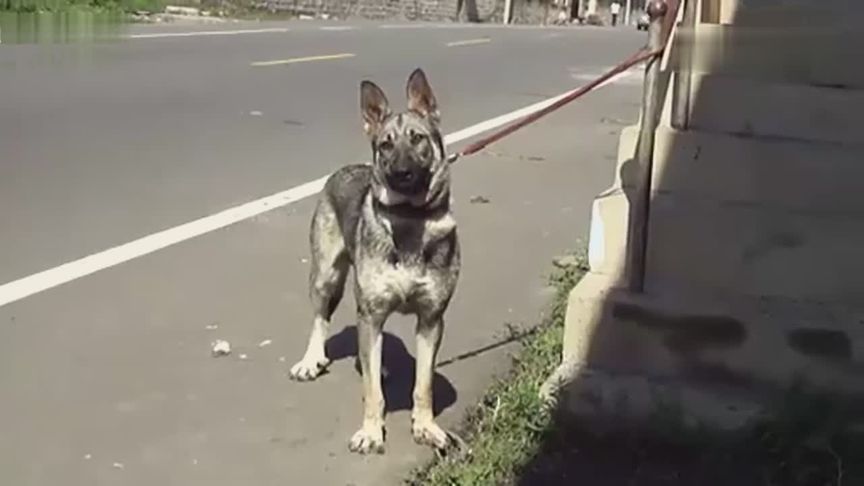 最标准的日本狼青犬 威风凛凛超级帅气!
