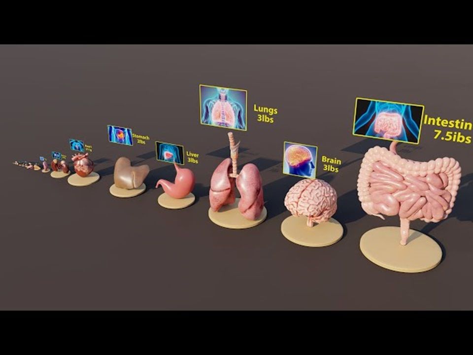 【超级比一比】人体各器官大小对比#动画