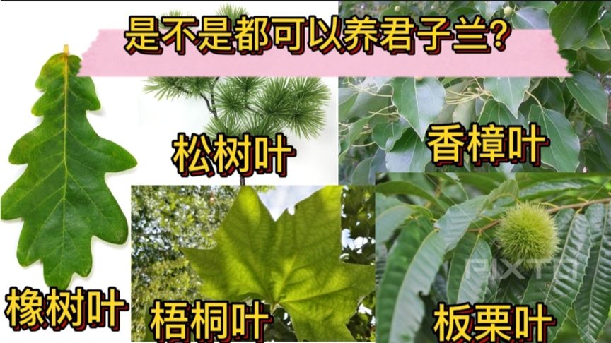 橡树叶?松树叶?梧桐叶?香樟叶?板栗叶?是不是都可以养君子兰