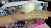 天气太热,小仓鼠全身冒汗,互相撕咬,感觉有点不对劲,感冒了吗