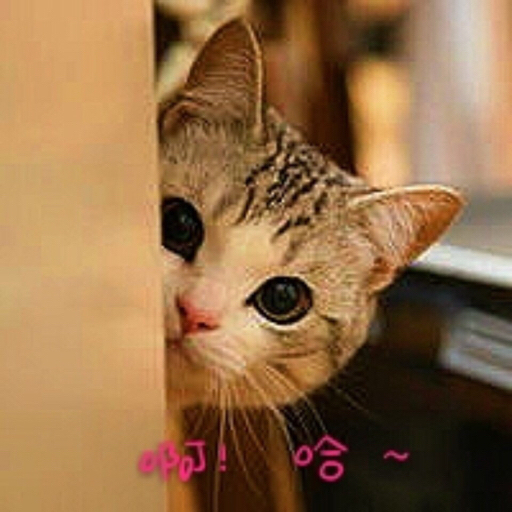 基本可爱的盒子 