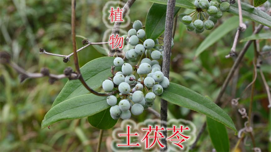 挂满果实的“土茯苓”,地下块茎用途了解吗?认识一下长什么样