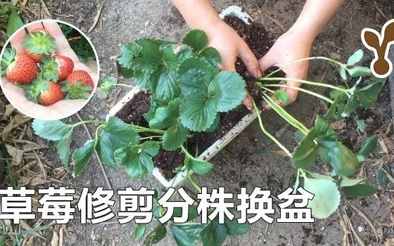 超详细的草莓修剪、分株、换盆、种植教程