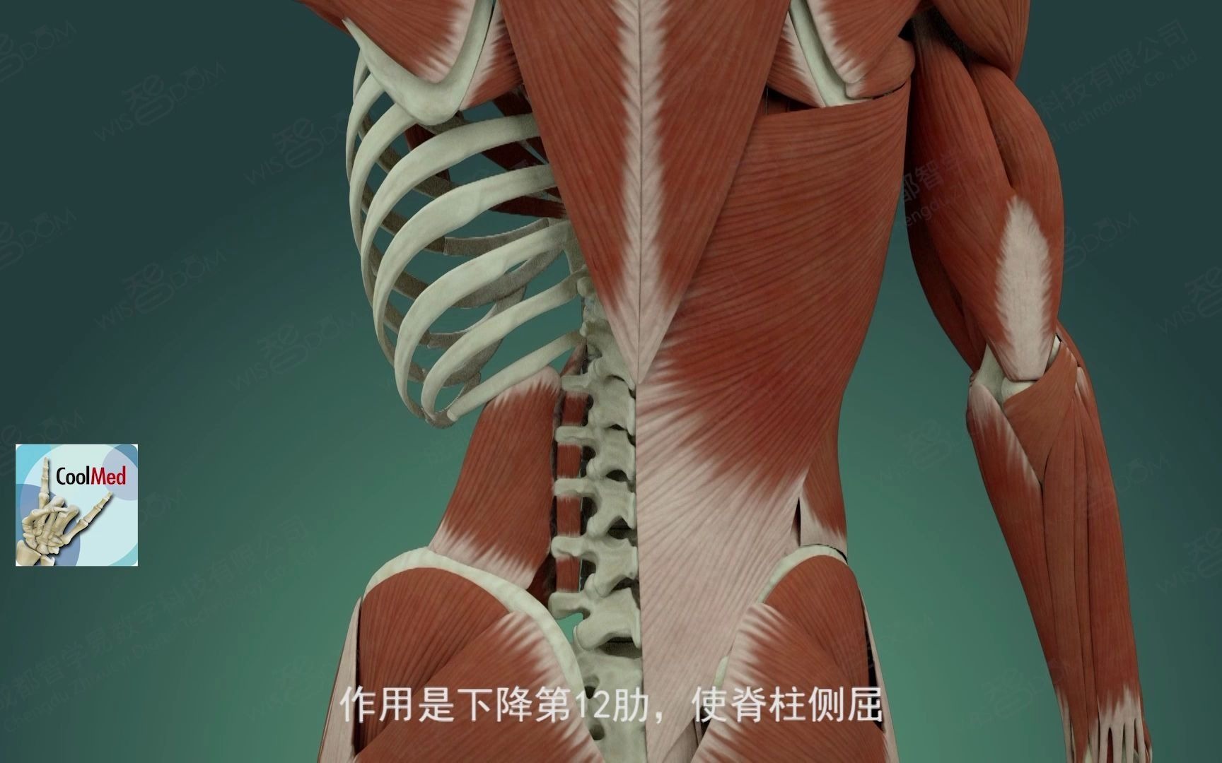 【人体解剖学】| 腰部肌肉来袭!先码-腰方肌和腰大肌