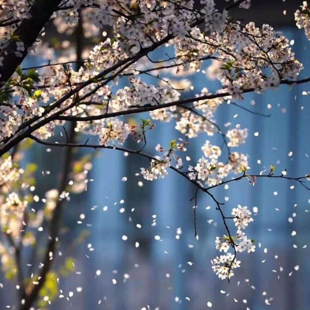 清风微雨好风景 