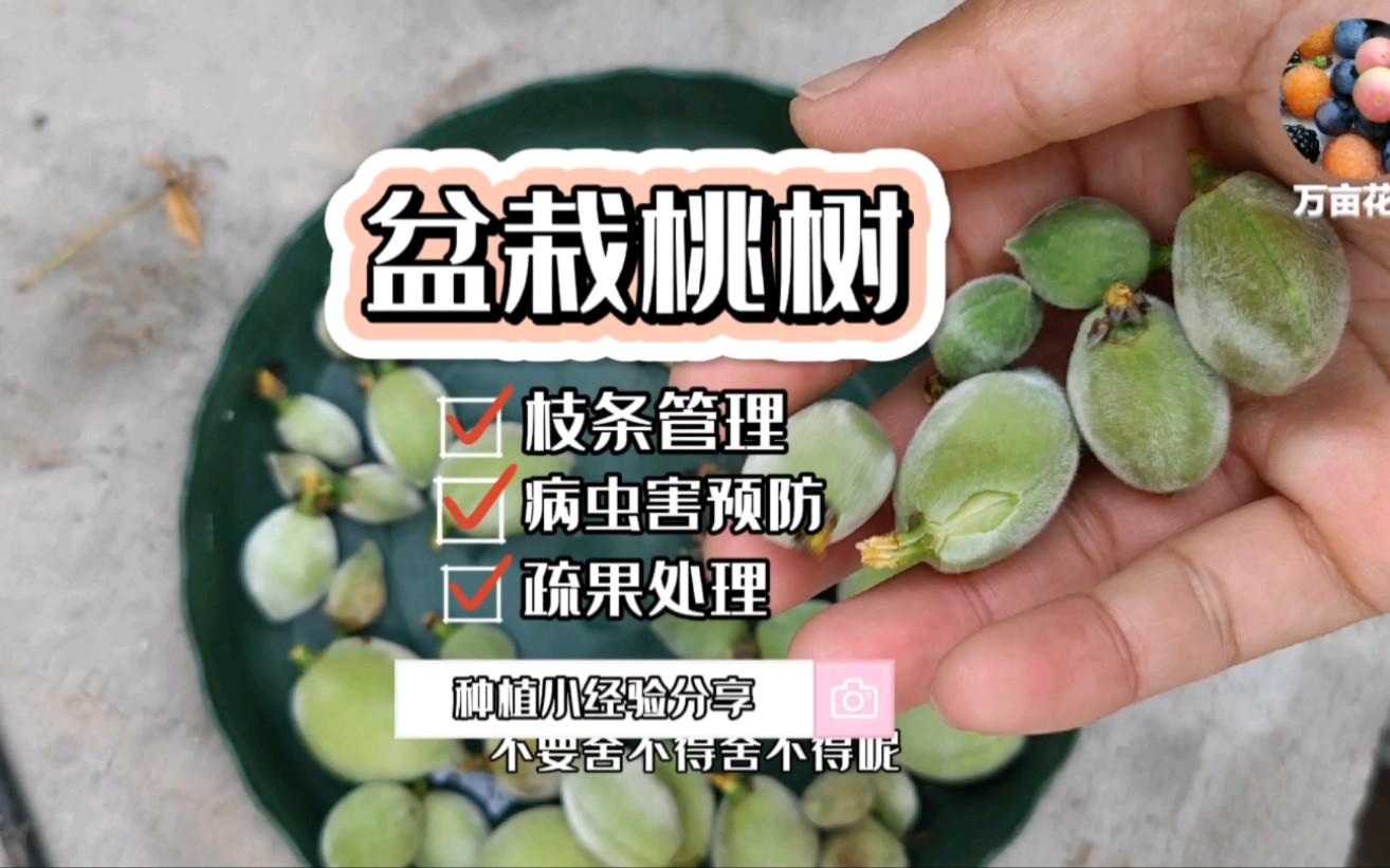 ...黄桃等桃树。一年实现桃子自由。桃树幼果期的一些管理经验分享。