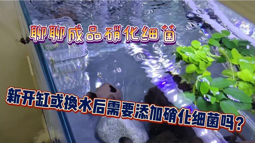 新开缸或换水后需要添加硝化细菌吗?聊聊成品硝化细菌那些事