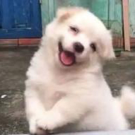 天才狗狗玩具 