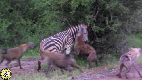 受伤斑马硬刚五条鬣狗最后惨被分食却一直没有叫一声是头汉子