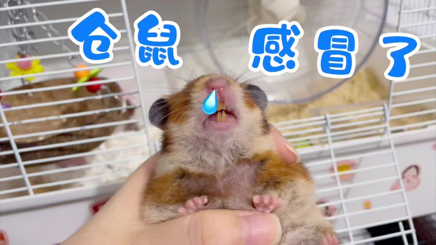 仓鼠感冒的症状#养鼠日常分享