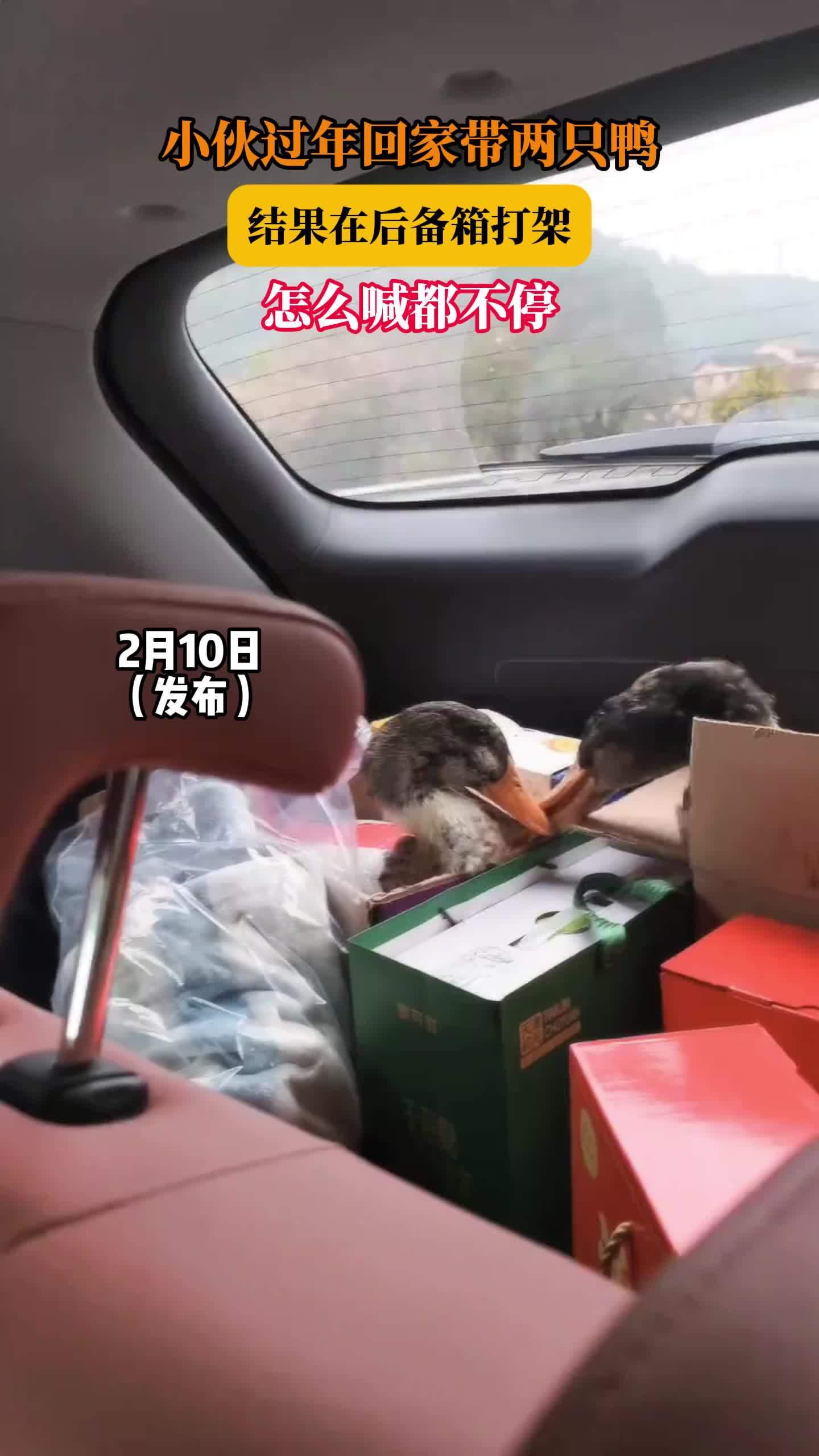 小伙过年回家带两只鸭,结果在后备箱打架,怎么喊都不停