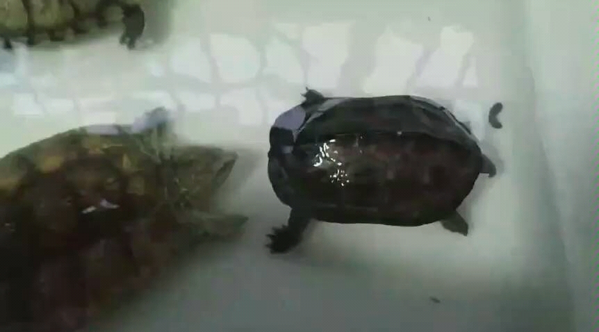 我家草龟和鳄龟的日常打架
