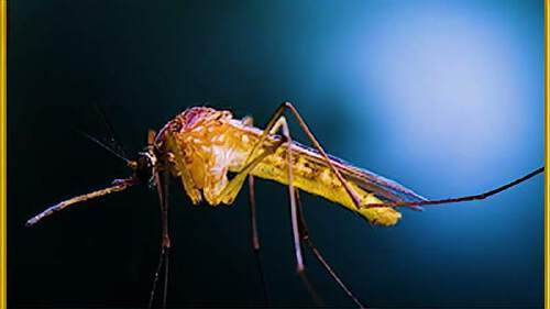 蚊子喝醉后有多疯狂?酒精实验揭秘惊人反应!