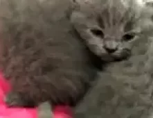 主人把母猫骗出产房, 又把小奶猫拿走, 母猫回来后的反应让人感动