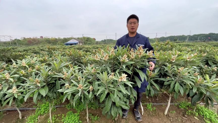 枇杷树苗简单控制树形生长方法#三农 #果树苗 #枇杷苗 #果树管理