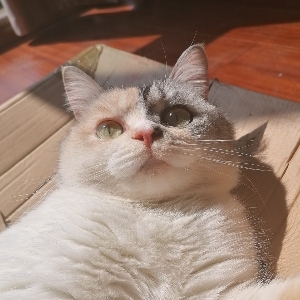 陈瓜瓜真瓜 