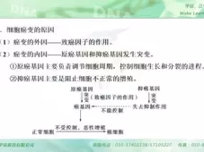 必修一第四单元细胞的生命历程第二讲细胞的分化、衰老、凋亡与癌变