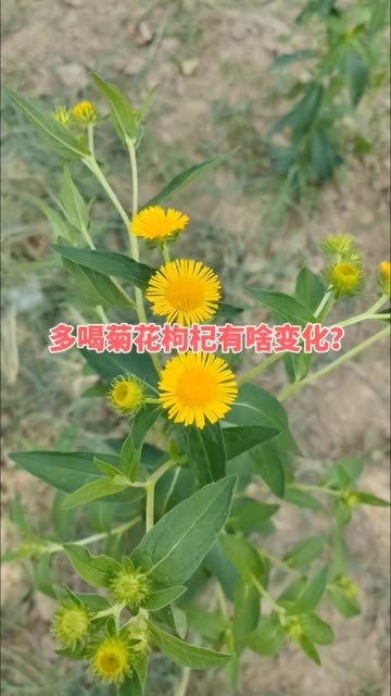 秋季干燥记得对喝水 #菊花枸杞决明子茶 #同仁堂 #好喝不贵