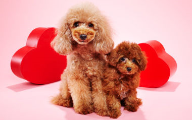 中国农业大学公开课:伴侣动物营养学