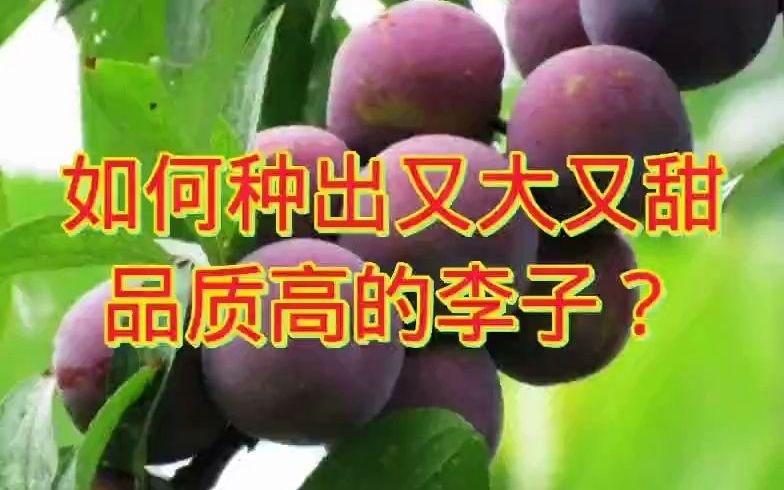 李子高产高质管理技术,把握这些管理技巧,果实品质好经济价值高!