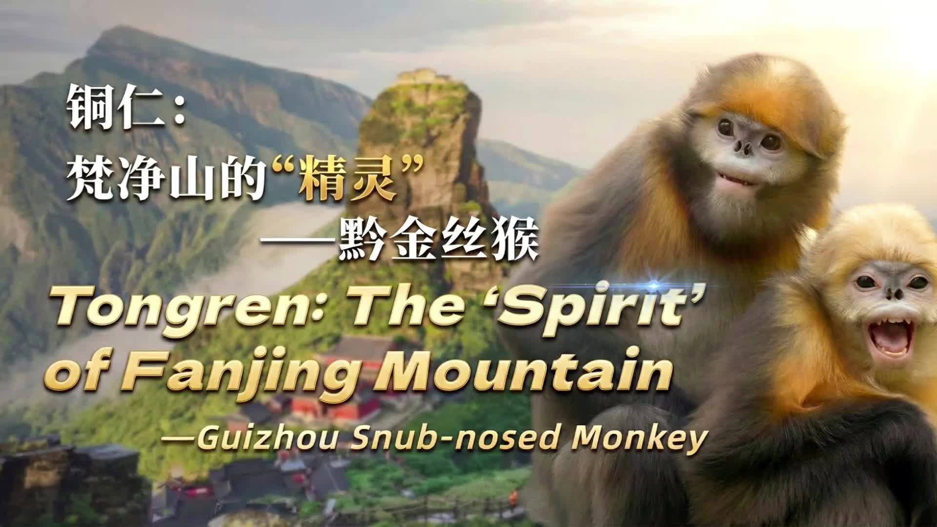 黔金丝猴的唯一栖息地位于世界自然遗产地--贵州省铜仁市梵净山国家...