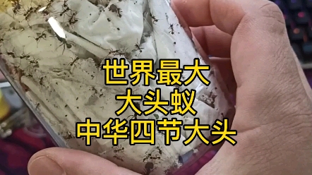 世界最大大头蚁-中华四节大头蚁
