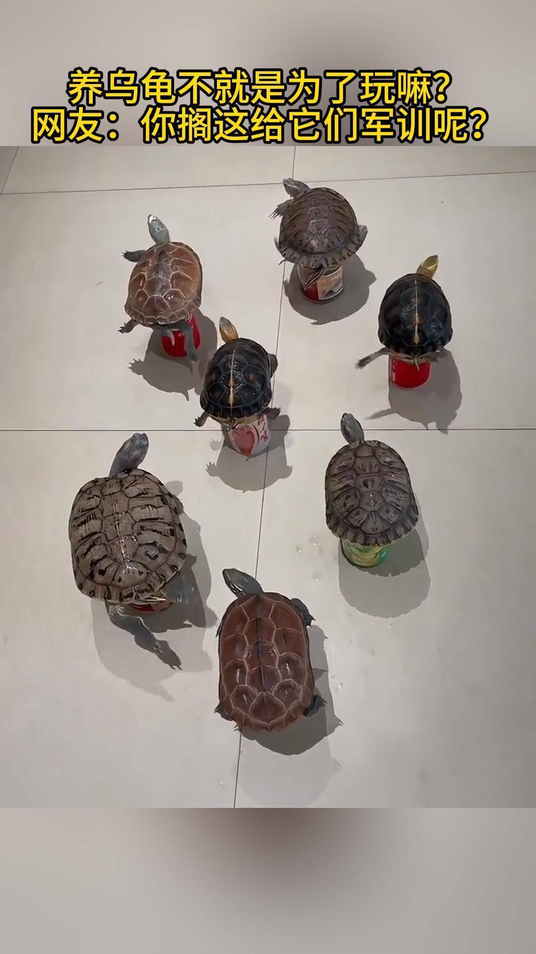 养乌龟不就是为了玩嘛?网友:你搁这给它们军训呢?