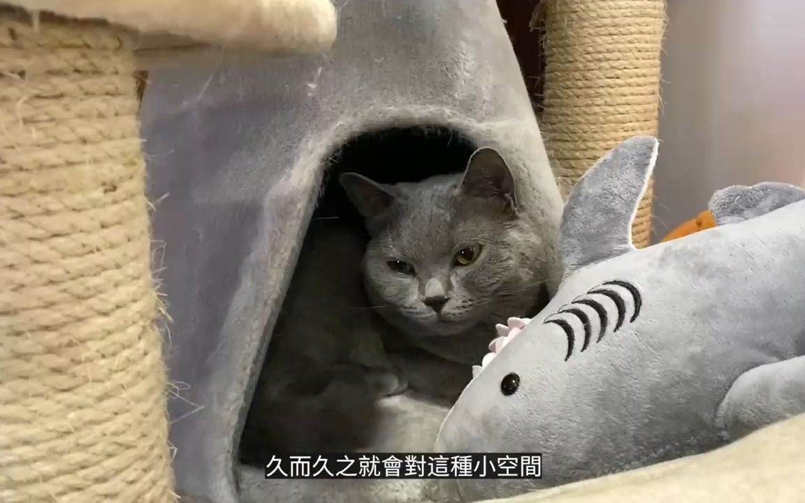 猫咪在睡觉~你知道它梦见了什么吗?