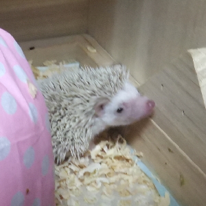 TobbySQL 