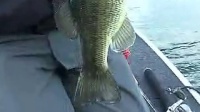 Fish Arrow 面条虫 软饵 假饵 鲈鱼杀手 路亚视频 钓鱼视频