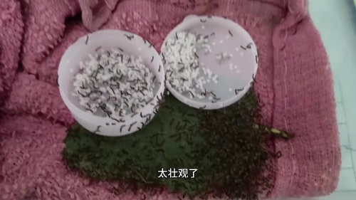 蚕宝宝一晚上居然全部孵化了