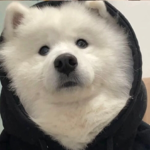 铭牌三文鱼 