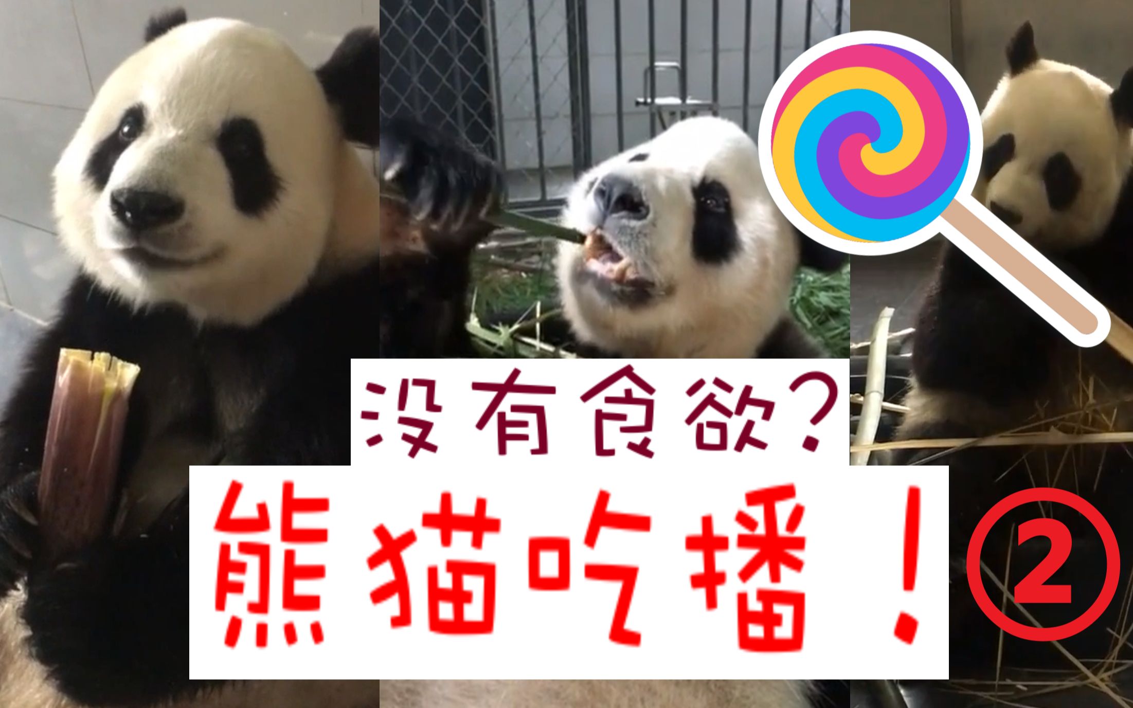 没有食欲,大熊猫吃播!第二集“好吃吗?真香”“好可爱,功夫熊猫”...