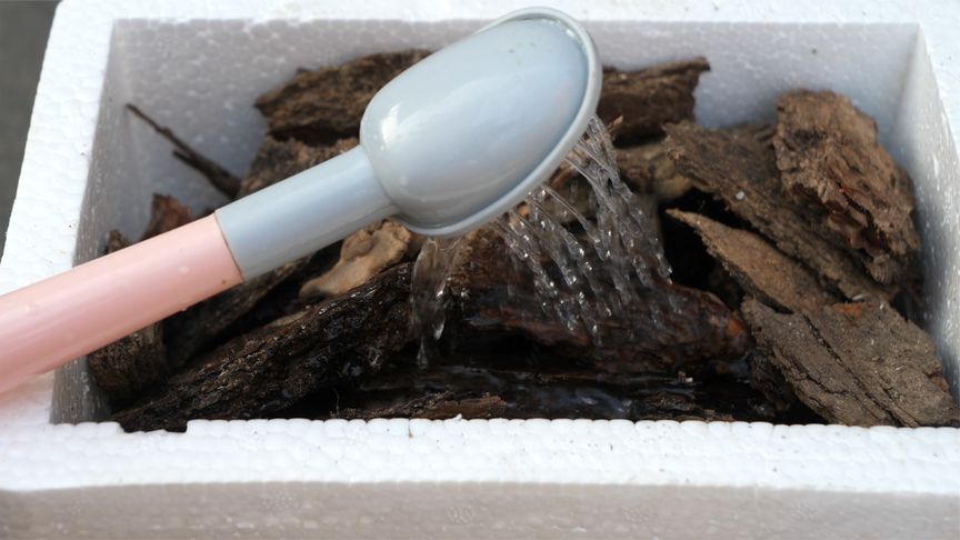 用这种水发酵松树皮,简单又快速!