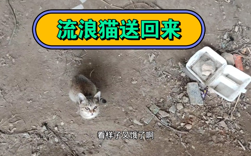 领回家的流浪猫带回它原来的地方她会开心吗?