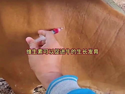 维生素:牛成长的秘密武器!