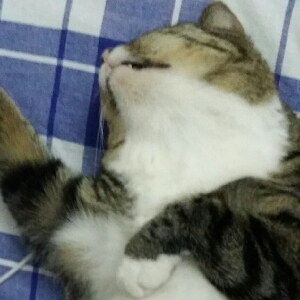 所以中午吃什么 