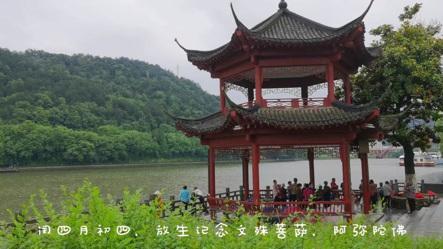 今天是闰四月初四,大妈们在江边放生,纪念文殊菩萨生日