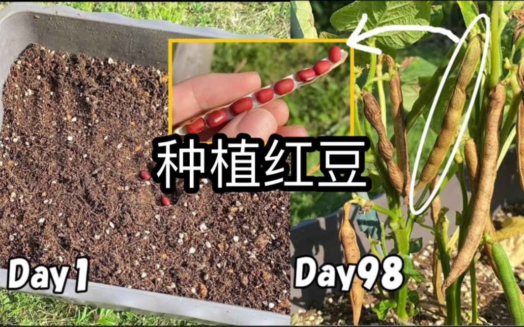 种植红豆的过程,三个月,过程很有趣,大家可以一起来