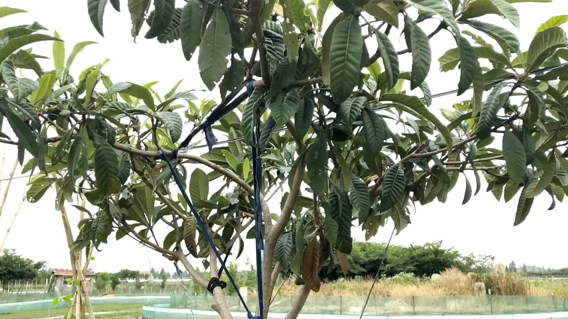 枇杷采摘后修剪管理#发现品质好物# 枇杷果核可阳台种植哦!