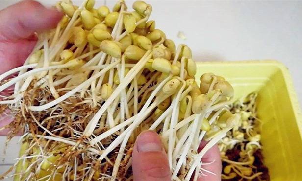 黄豆发芽了能吃吗