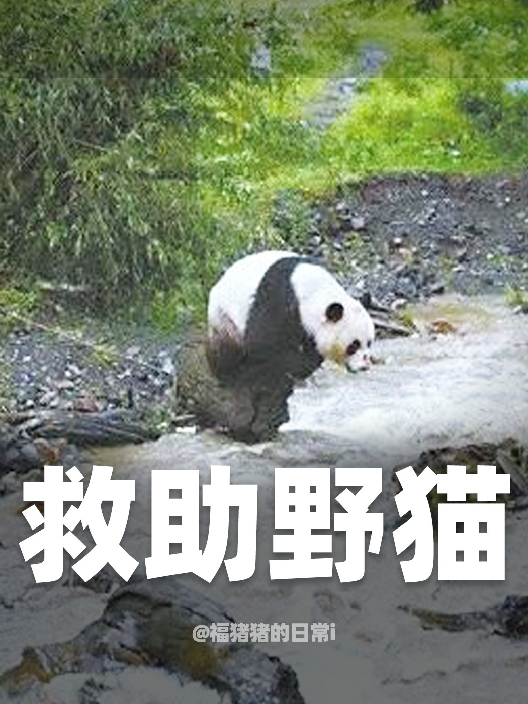 2019年 四川九寨沟县救助的野生大熊猫 #国宝 #大熊猫 #不止我一个想...