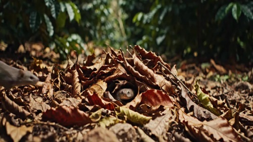 咖啡种植园的落叶,小型哺乳类的穿行,落叶堆下的爆发