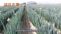 最新款无人机喷洒农药, 一亩地仅需30块, 农民直呼成本少了!