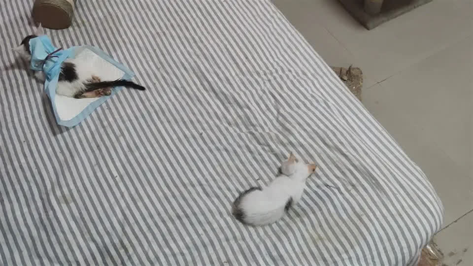 油漆猫洗干净带回家了,吃饱了,睡得很香流浪猫救助流浪猫