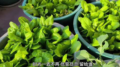 是进入快速生长期了吗?叶子大得很快,小番茄也红了,开心