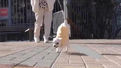 狗狗倒立行走12年,看到的人都夸神奇,得知原因后让人心疼