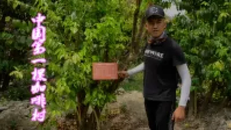 中国第一棵咖啡树知道在哪吗?就在云南这个山村,有100多年了